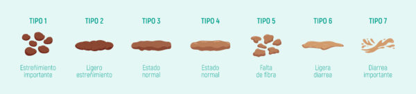 La escala de Bristol: clasificación de las heces | GoodGut